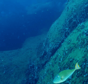 Blue-Cloud Hackathon - Kick-off - CMCC