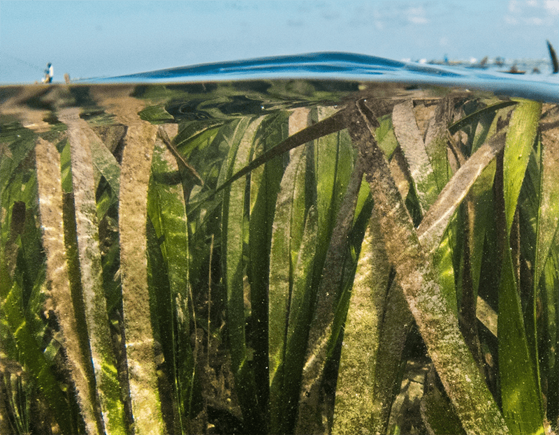 Nature Based Solutions for coastal protection: the role of seagrass in ...